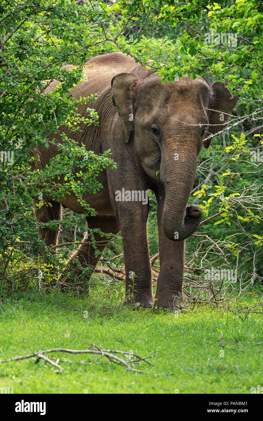 Sri Lankan Elephant - Elephas maximus maximus, Sri Lanka, iconic mammal ...