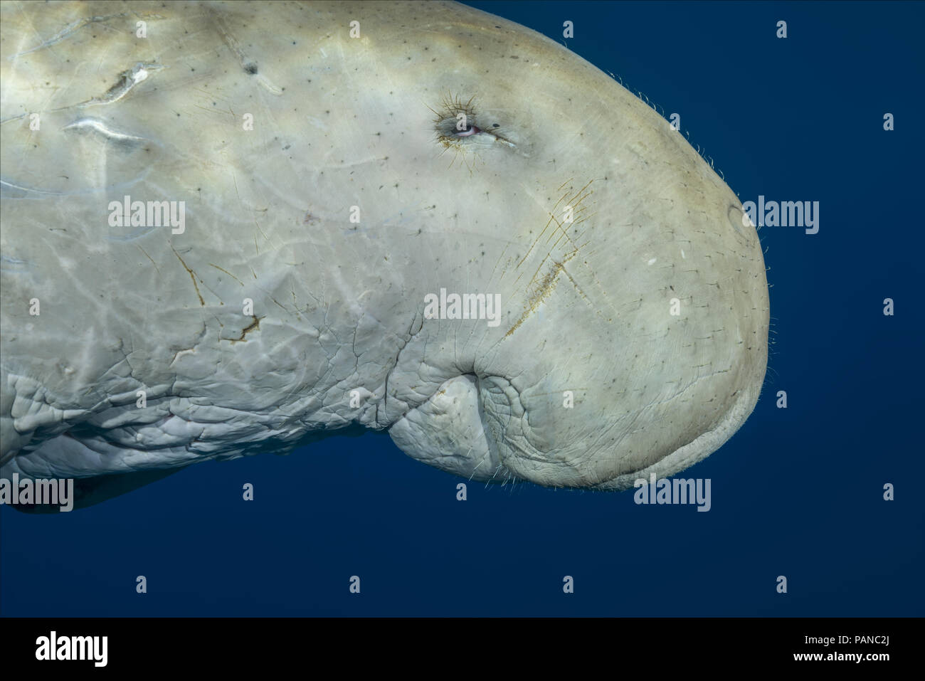 Indian dugong hi-res stock photography and images - Alamy