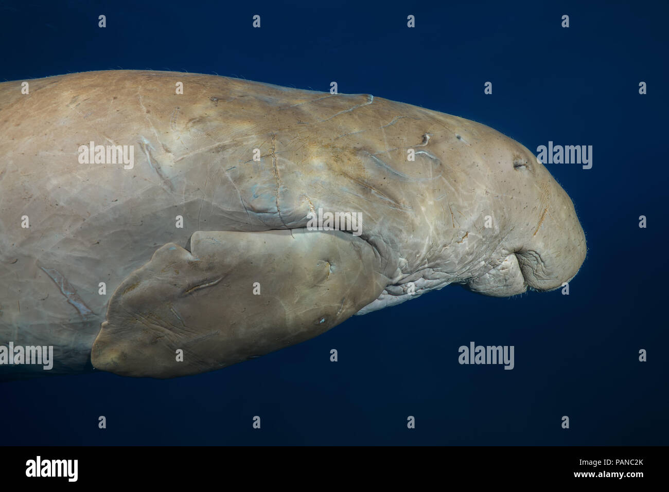 Portrait of Dugong or Sea Cow (Dugong dugon) sleeps in the blue water ...