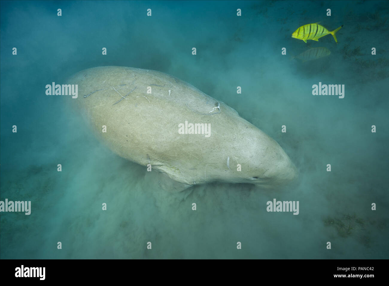 Dugong or Sea Cow (Dugong dugon) eating sea grass Stock Photo - Alamy