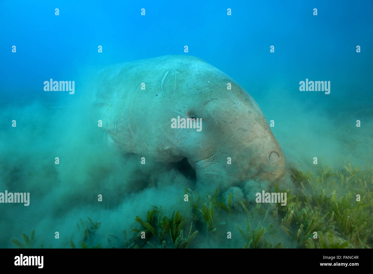 Dugong eating hi-res stock photography and images - Alamy