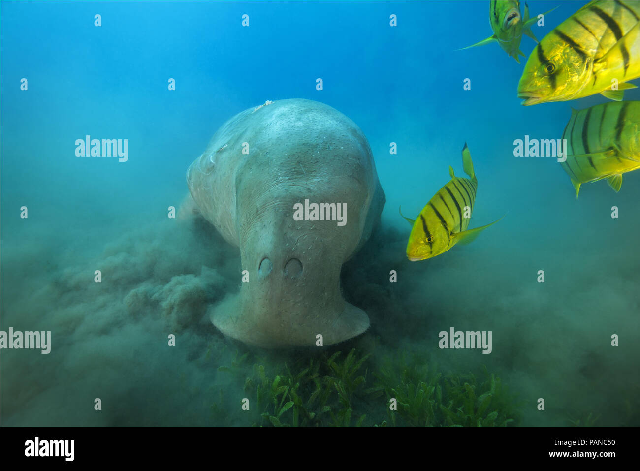 Dugong or Sea Cow (Dugong dugon) eating sea grass Stock Photo - Alamy