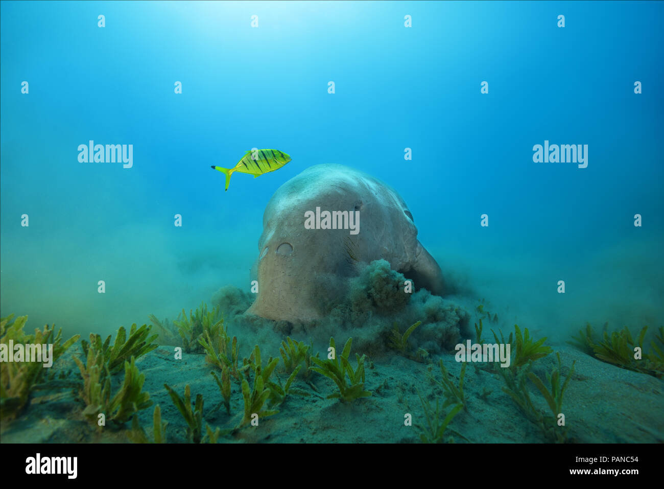 Dugong or Sea Cow (Dugong dugon) eating sea grass Stock Photo - Alamy