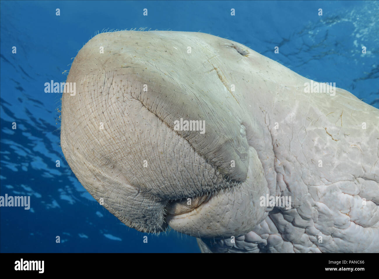 Portrait of Dugong or Sea Cow (Dugong dugon) swims under surface of the ...