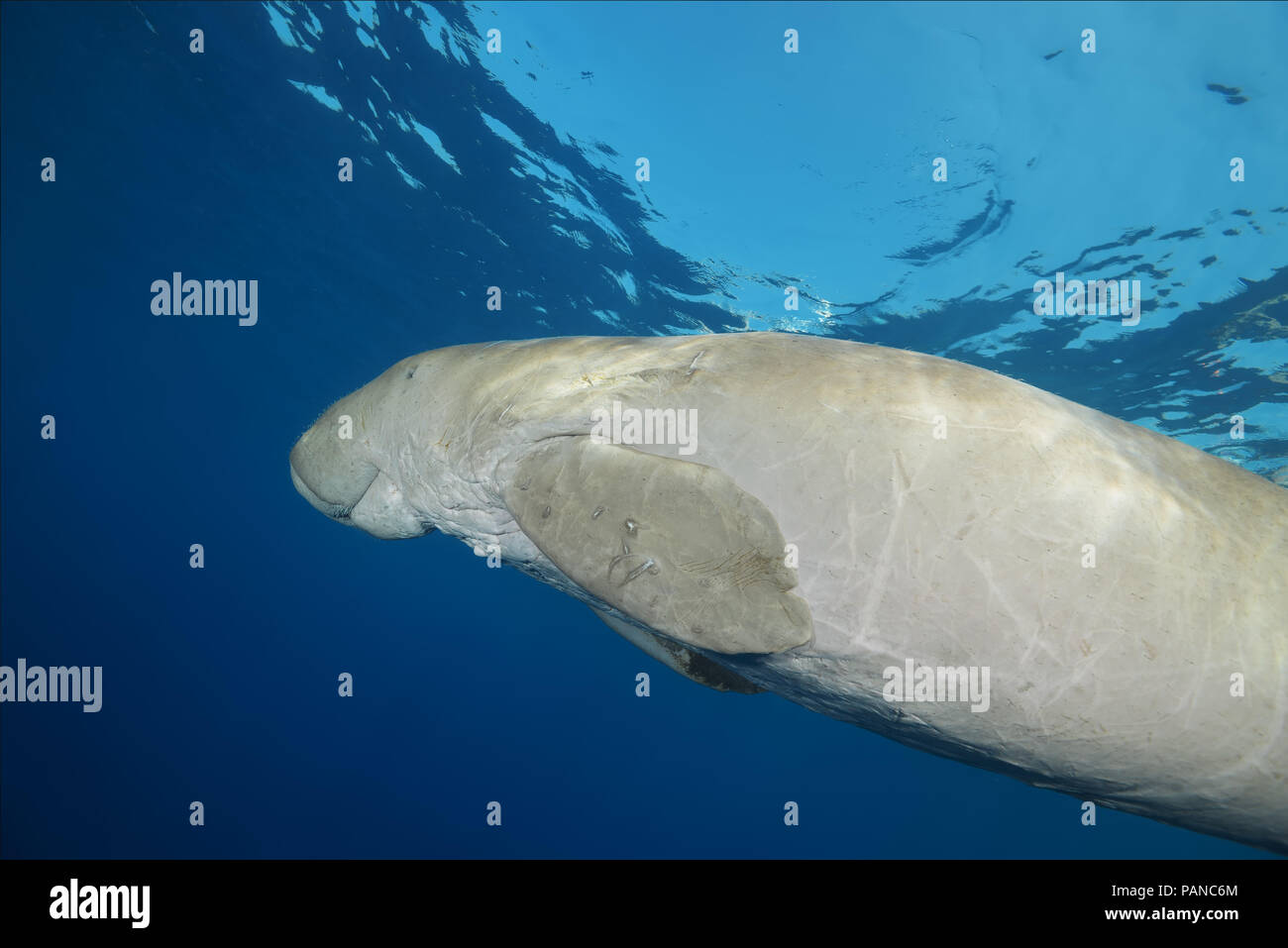 Dugong or Sea Cow (Dugong dugon) sleeps under surface of blue water ...