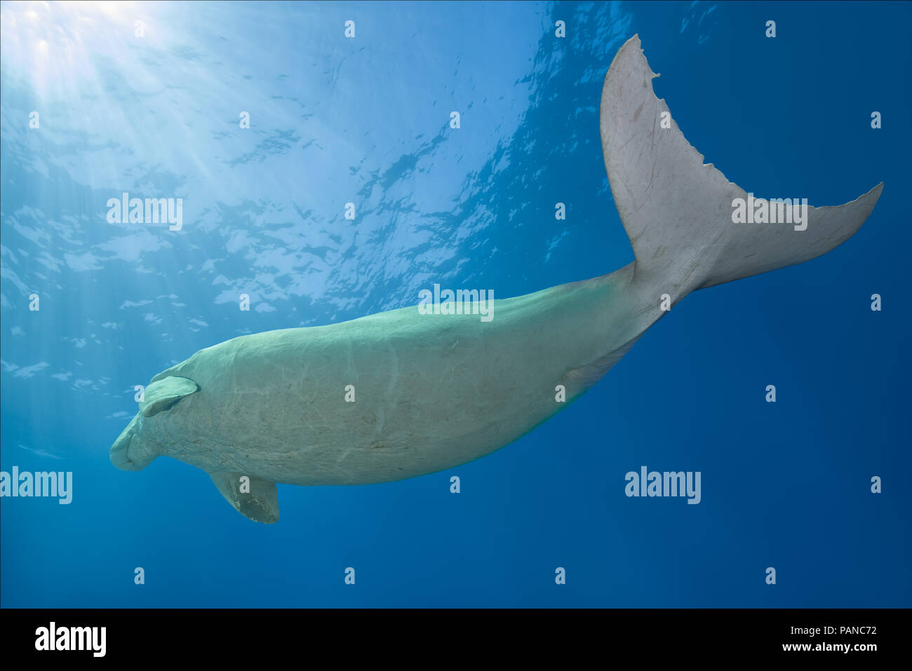 Dugong dugon hi-res stock photography and images - Alamy