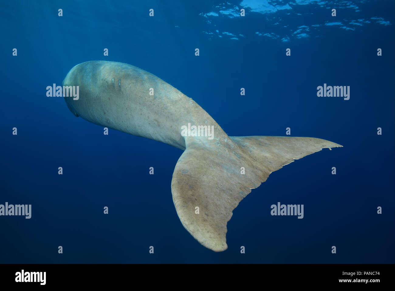 Tail of a floating Dugong or Sea Cow (Dugong dugon Stock Photo - Alamy