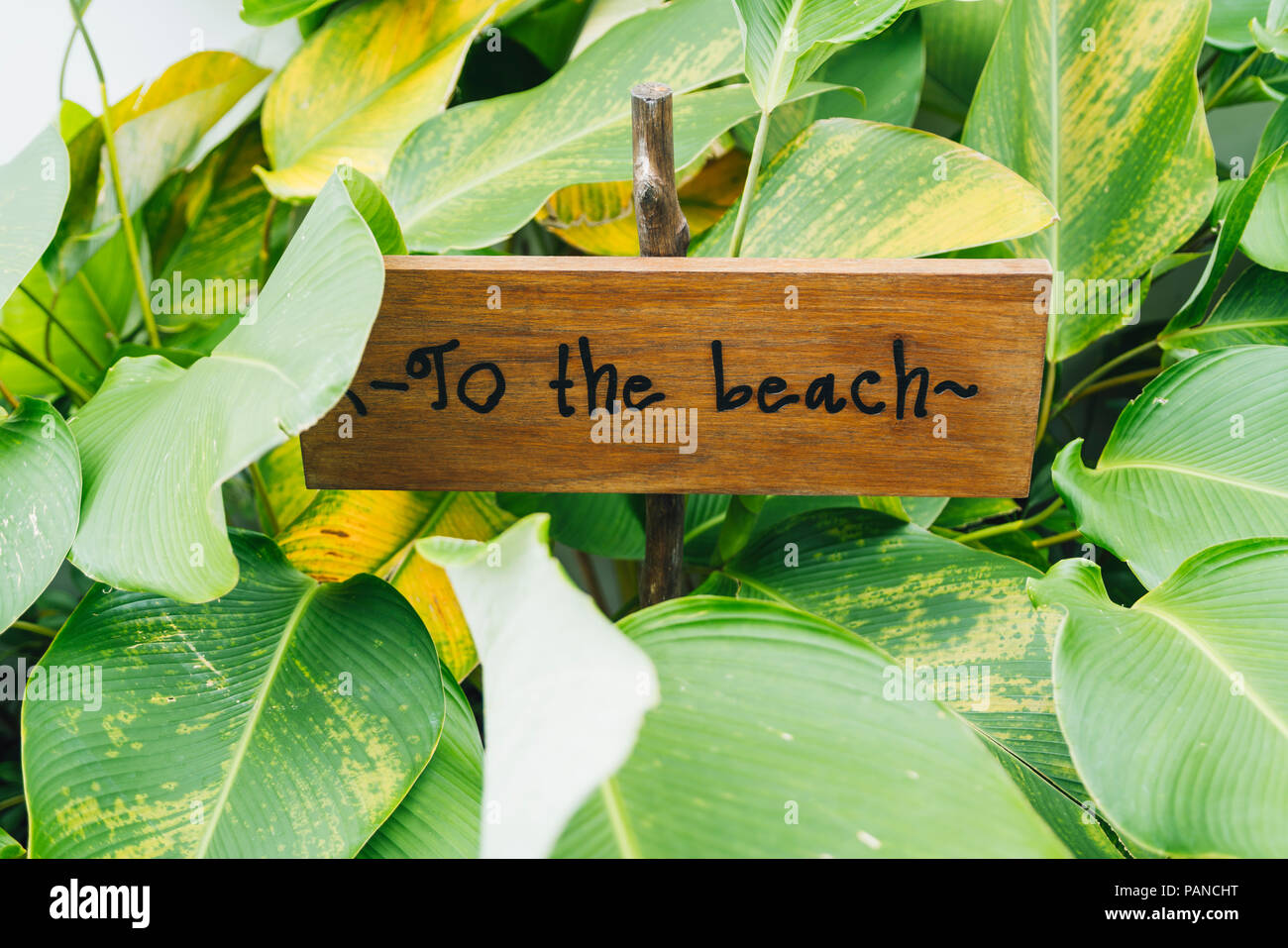 Thailand, wooden sign post between leaves Stock Photo - Alamy