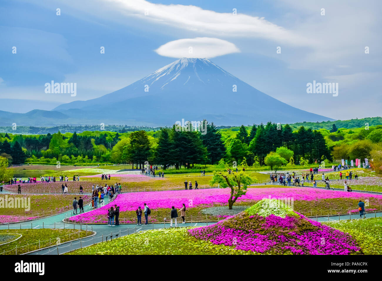Mount Fuji view behind colorful flower field at Fuji Shibazakura moss ...