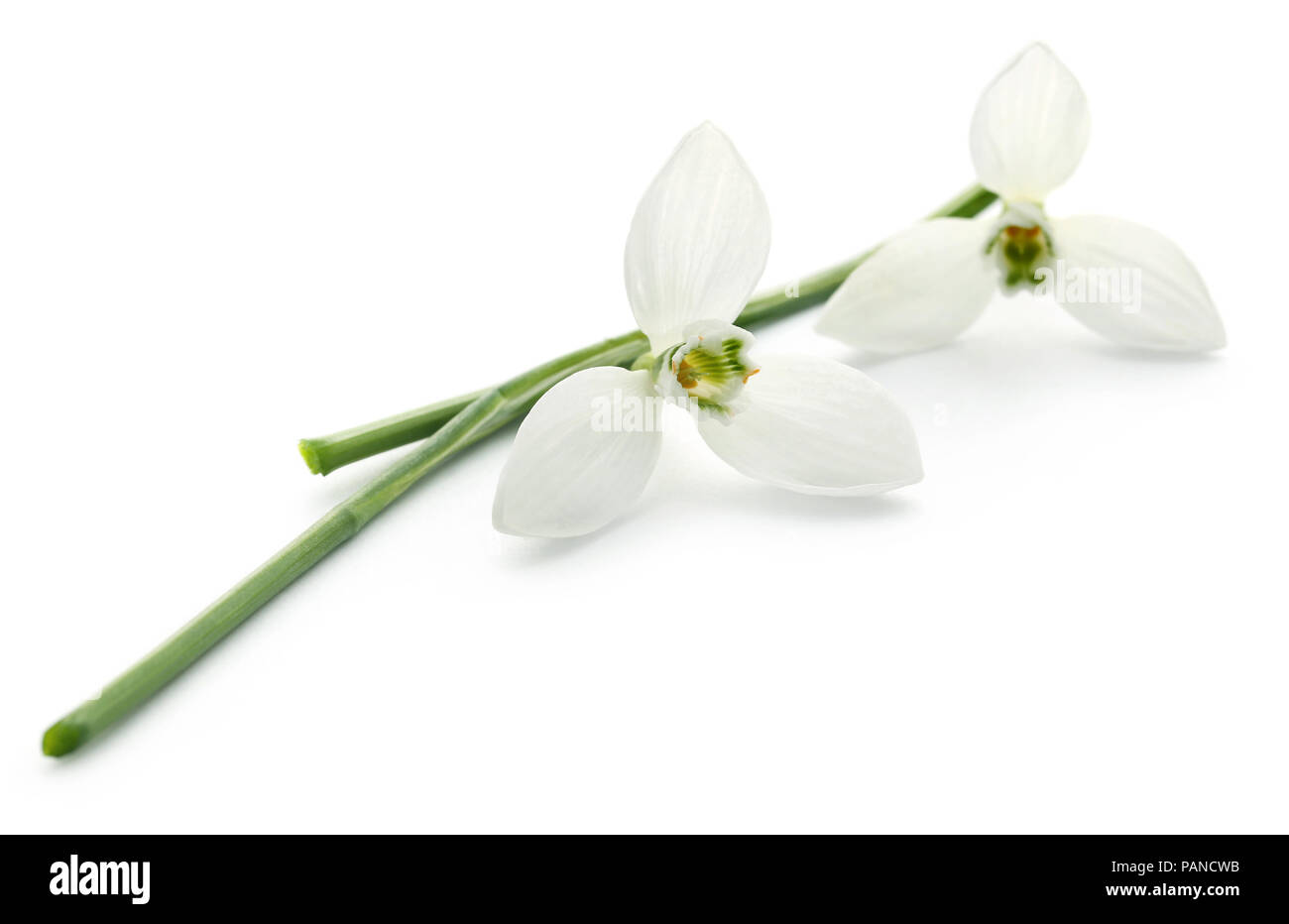 Snowdrop flower over white background Stock Photo - Alamy