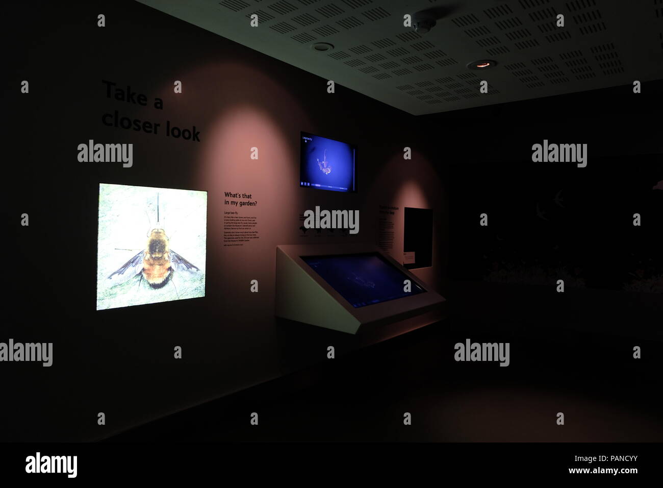 London, UK - March 19, 2018: Interactive gallery on large bee-fly in ...