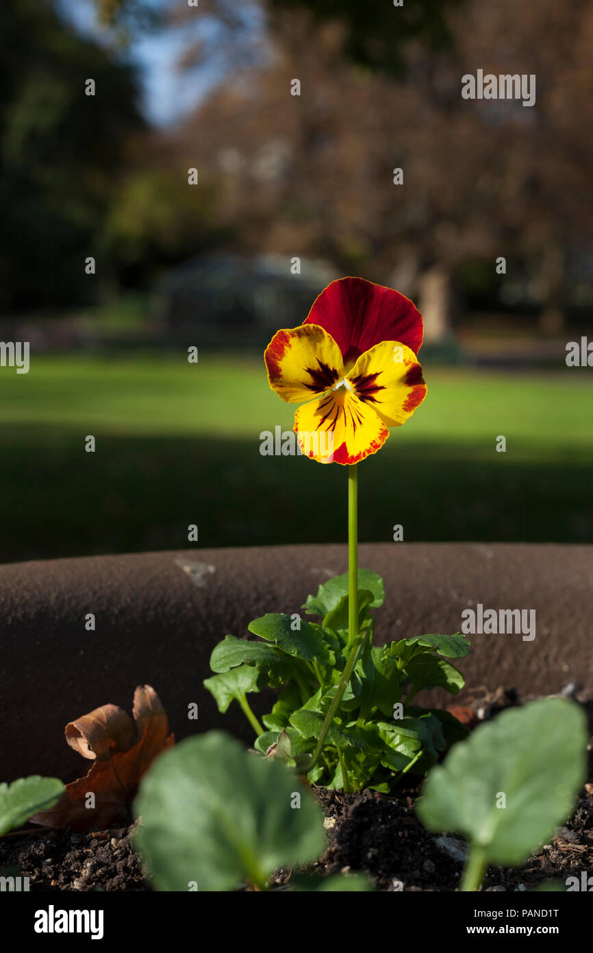 Wild Pansy (Viola tricolor), aka heart's ease, heart's delight Stock ...