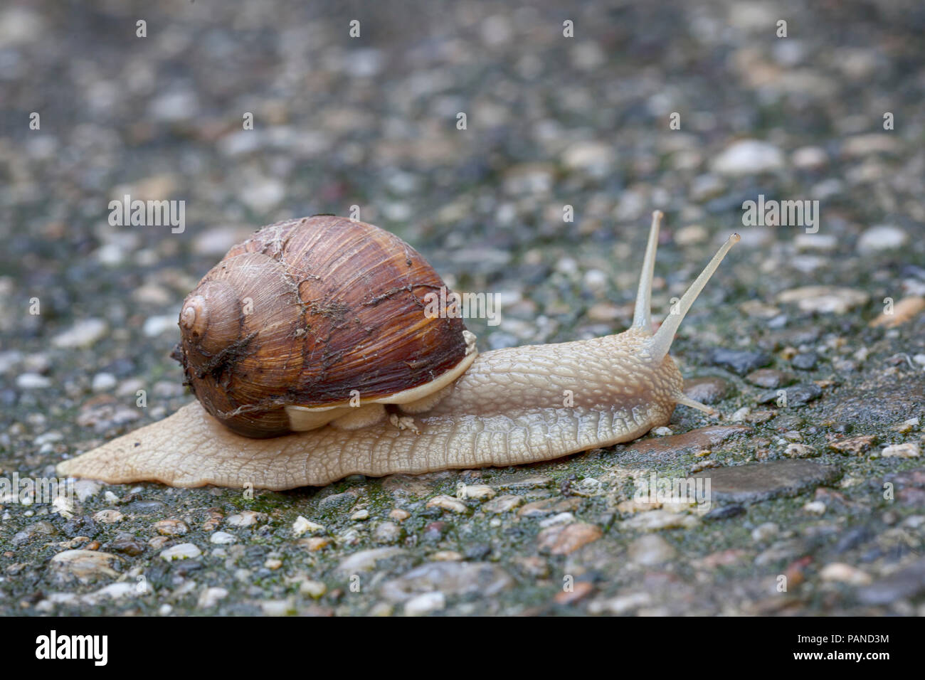 Dirty snail hi-res stock photography and images - Alamy