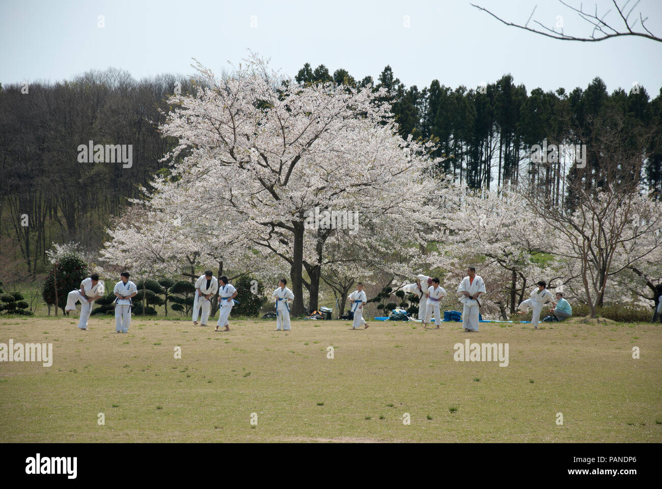 Karate lesson under the cherry tree Stock Photo - Alamy