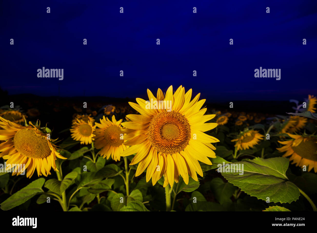 Sunflower, close-up, Sunflower fields Stock Photo - Alamy