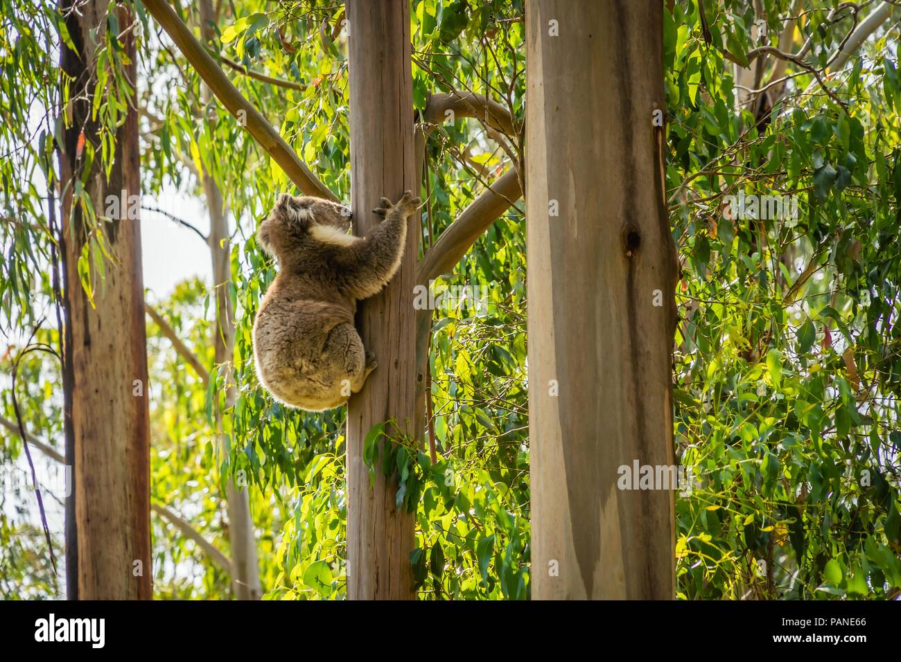 Koala hanging in tree hi-res stock photography and images - Alamy