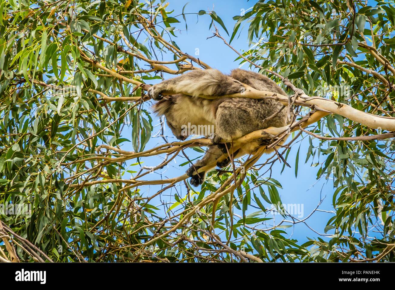 Koala sleeping on a fragile branch up in a tree Stock Photo - Alamy