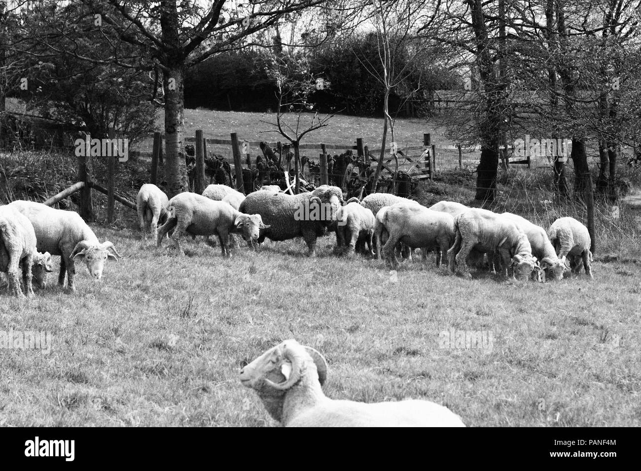 Dorset farming Black and White Stock Photos & Images - Alamy