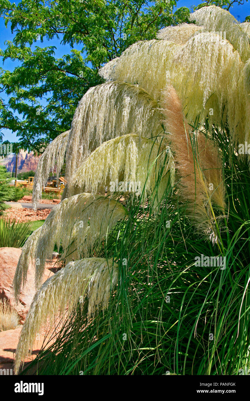 Papyrus plant hi-res stock photography and images - Alamy