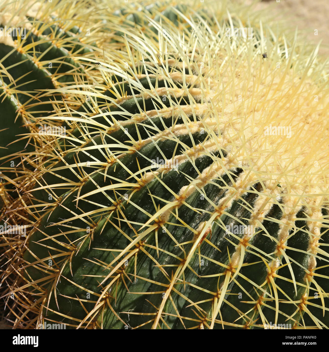 Mexican golden barrel cactus hi-res stock photography and images - Alamy