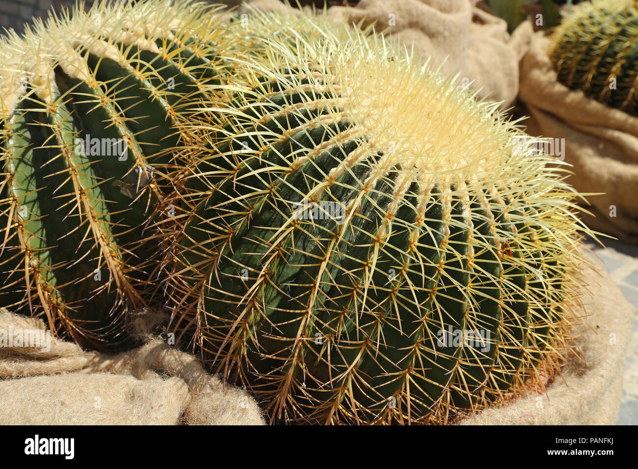 Golden ball cactus Stock Photo - Alamy
