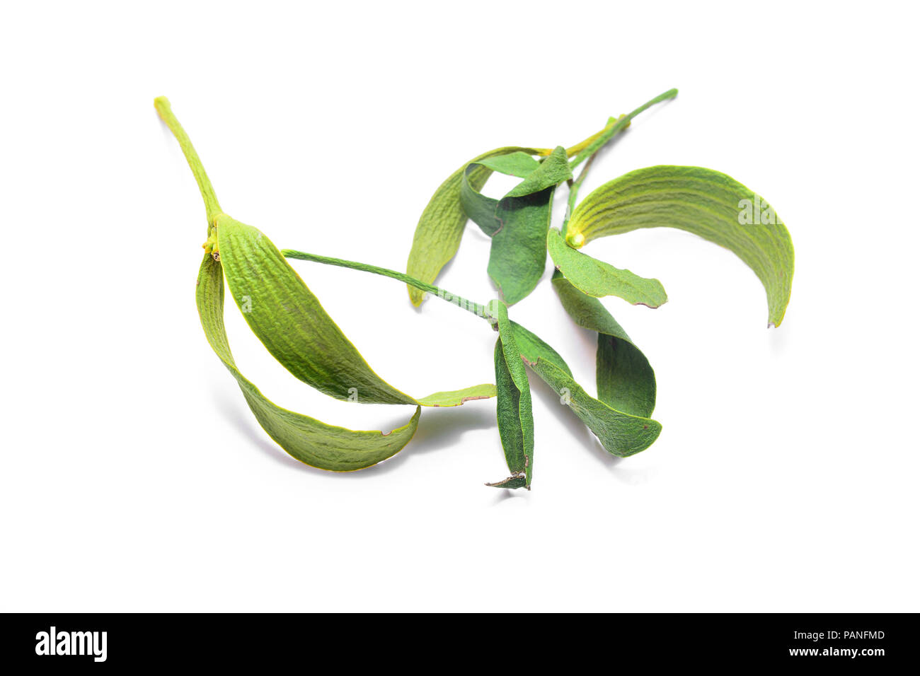 Mistletoe leaves hi-res stock photography and images - Alamy