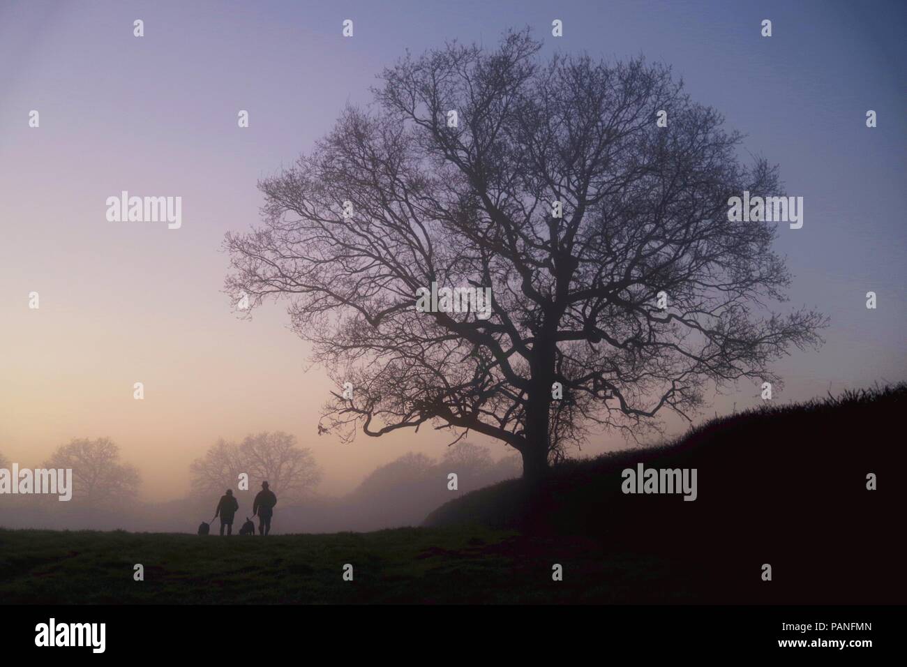 Two people walking the dog by an oak tree at sunset dusk Stock Photo ...