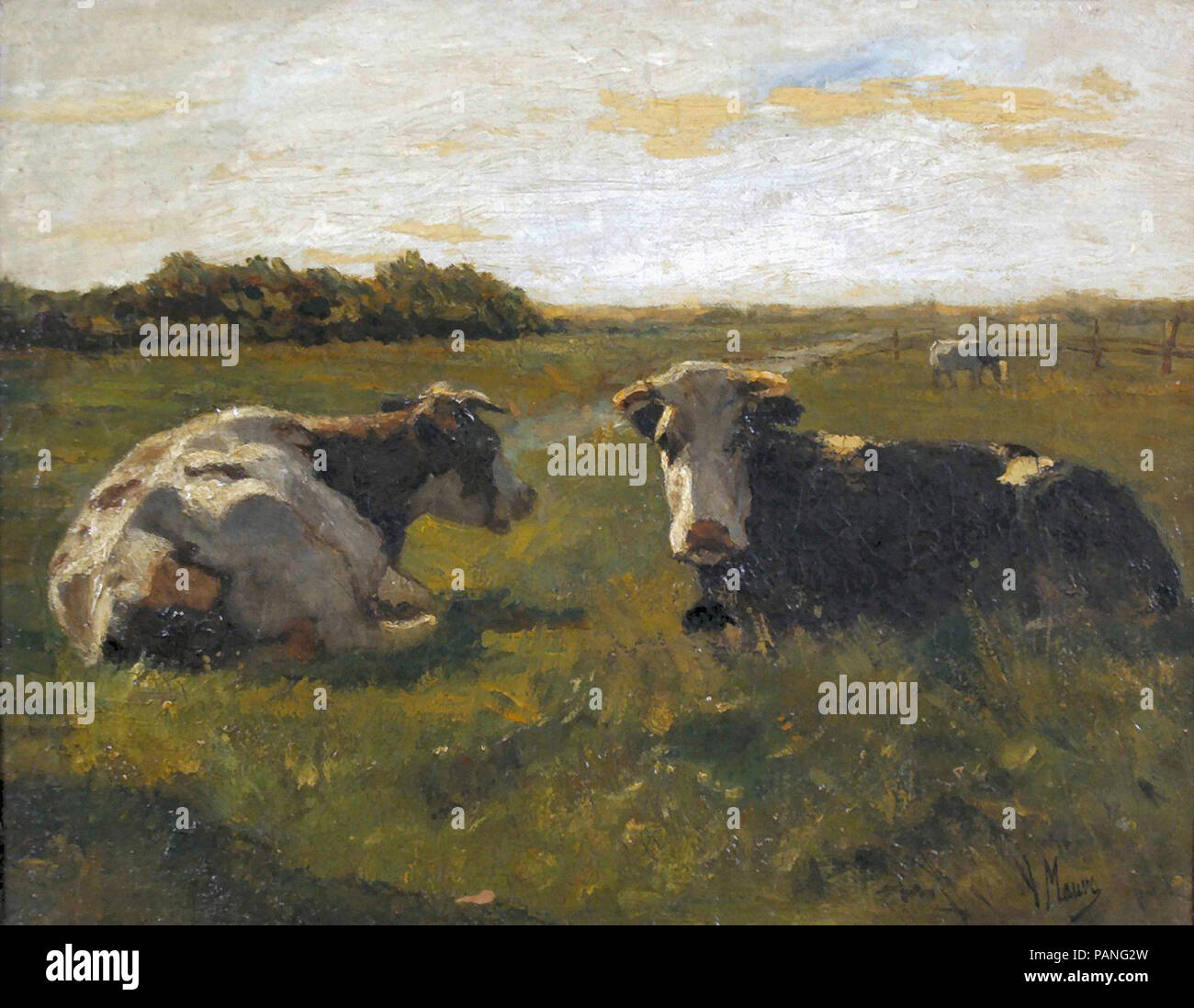 Mauve Anton - Rustende Koeien in Weide Stock Photo - Alamy