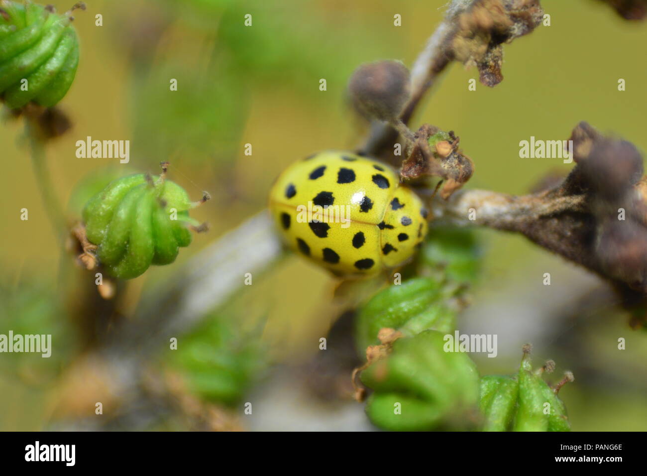 Yellow ladybird hi-res stock photography and images - Alamy
