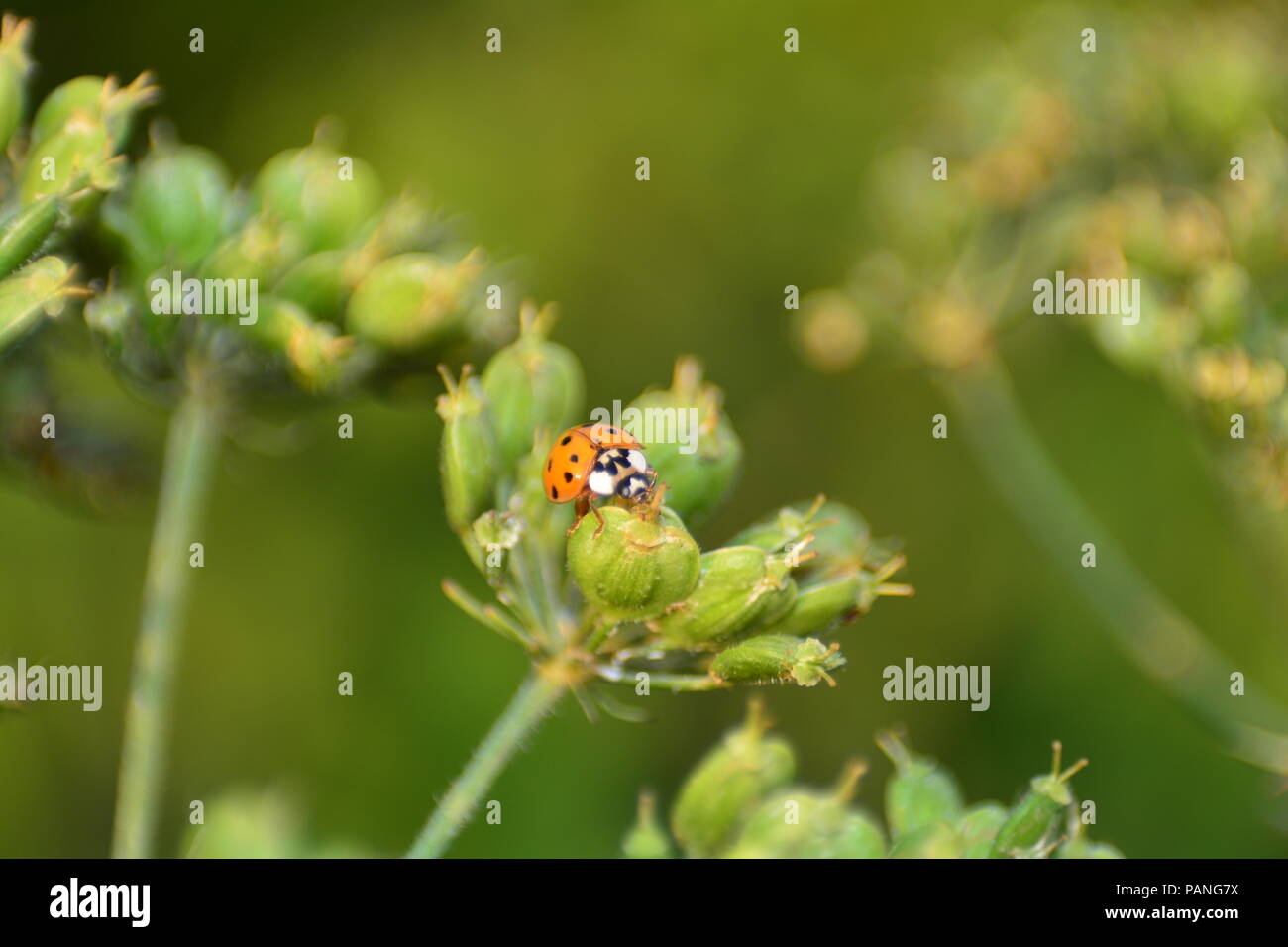 Ladybird insect europe macro hi-res stock photography and images - Alamy