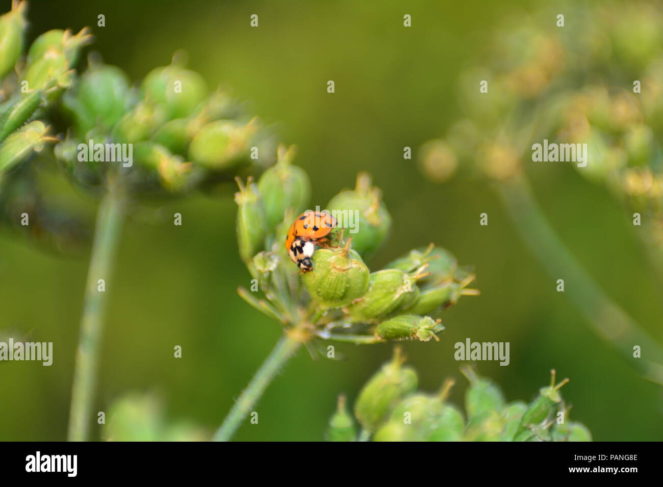 Ladybird insect europe macro hi-res stock photography and images - Alamy