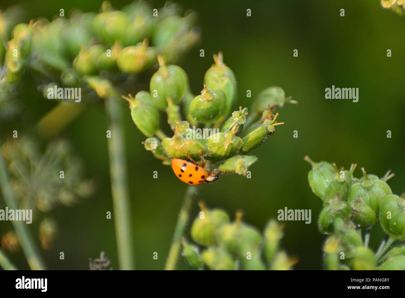 Ladybird insect europe macro hi-res stock photography and images - Alamy