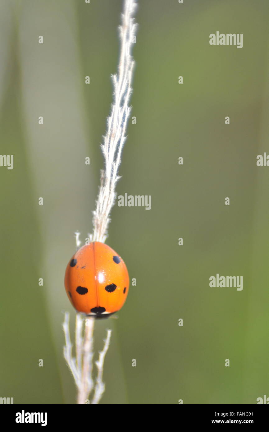 Ladybug plant animal wildlife hi-res stock photography and images - Alamy