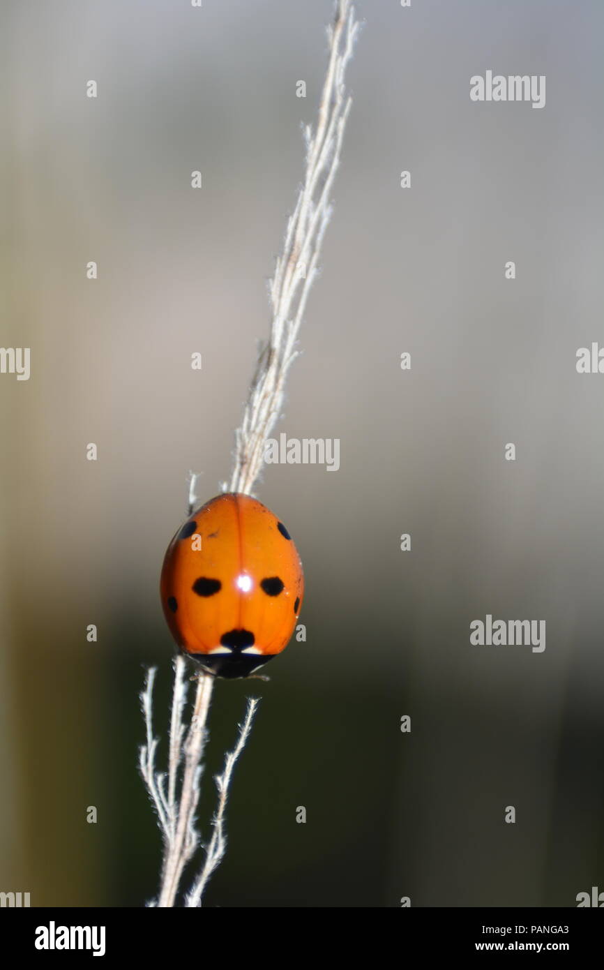 Ladybird on plant hi-res stock photography and images - Alamy