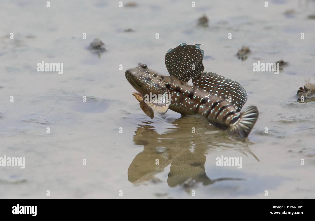 Mudskipper jumping on tideland, Sabah, Borneo, Malaysia Stock Photo - Alamy