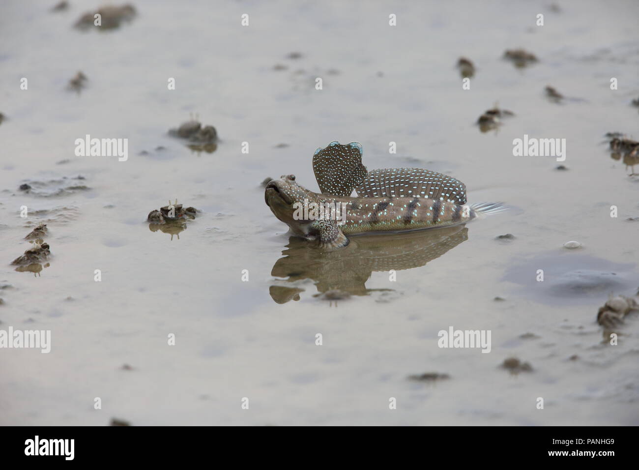 Mudskipper jumping on tideland, Sabah, Borneo, Malaysia Stock Photo - Alamy