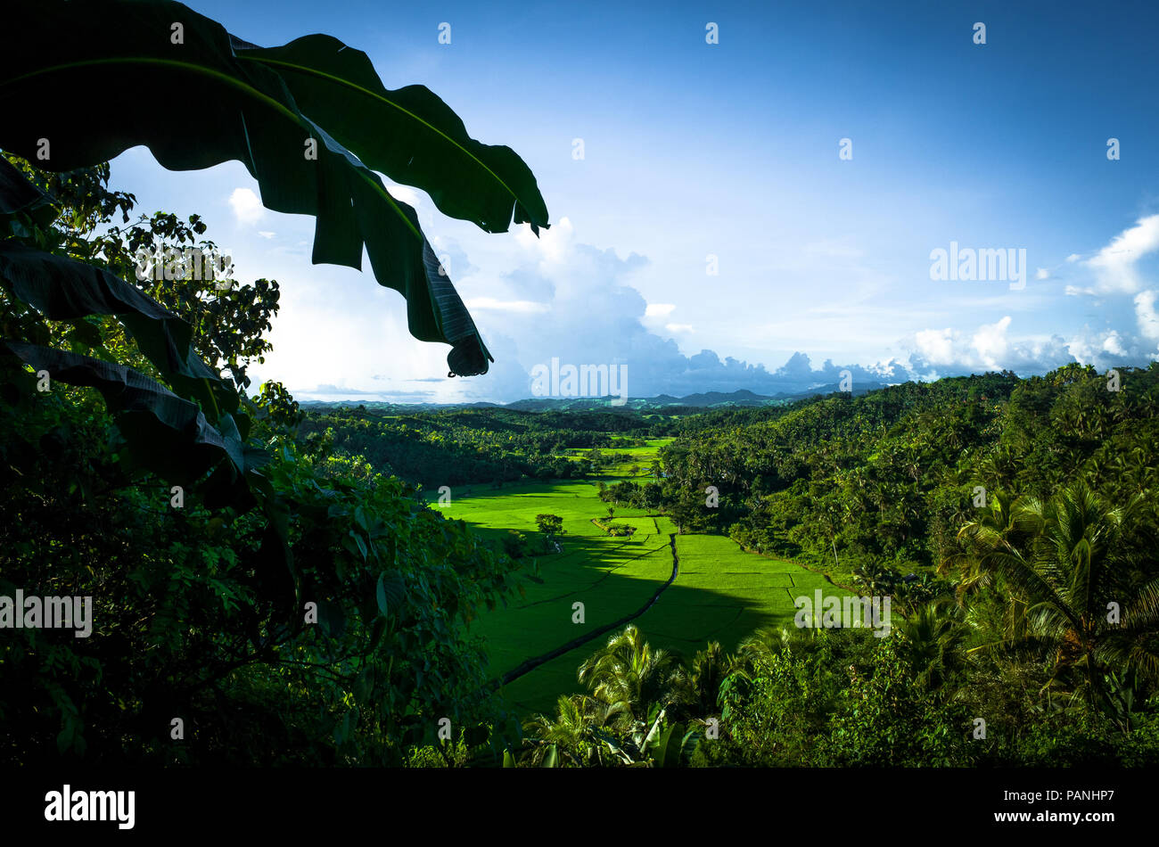 Rice field in palawan hi-res stock photography and images - Alamy