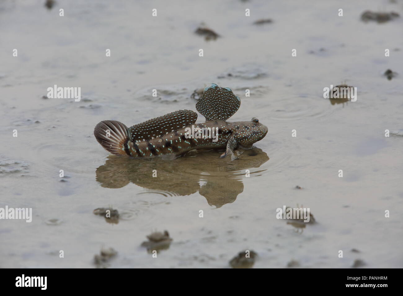 Mudskipper jumping hi-res stock photography and images - Alamy
