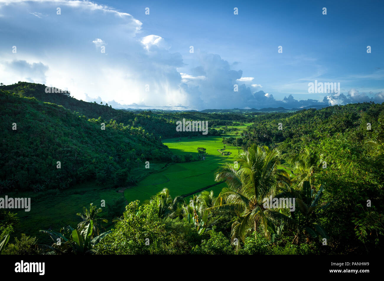 Palm trees luzon philippines hi-res stock photography and images - Alamy