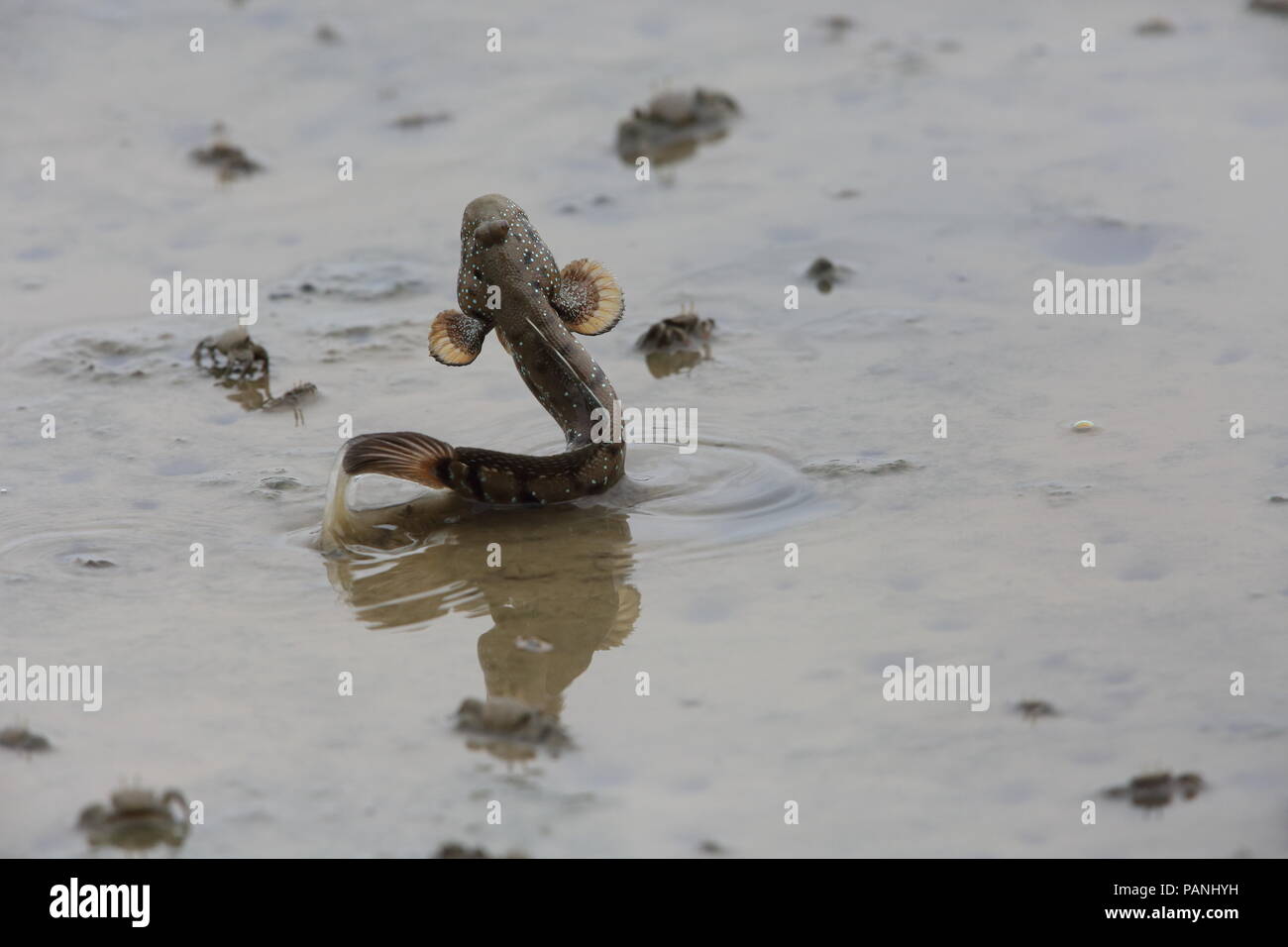 Mudskipper jumping on tideland, Sabah, Borneo, Malaysia Stock Photo - Alamy