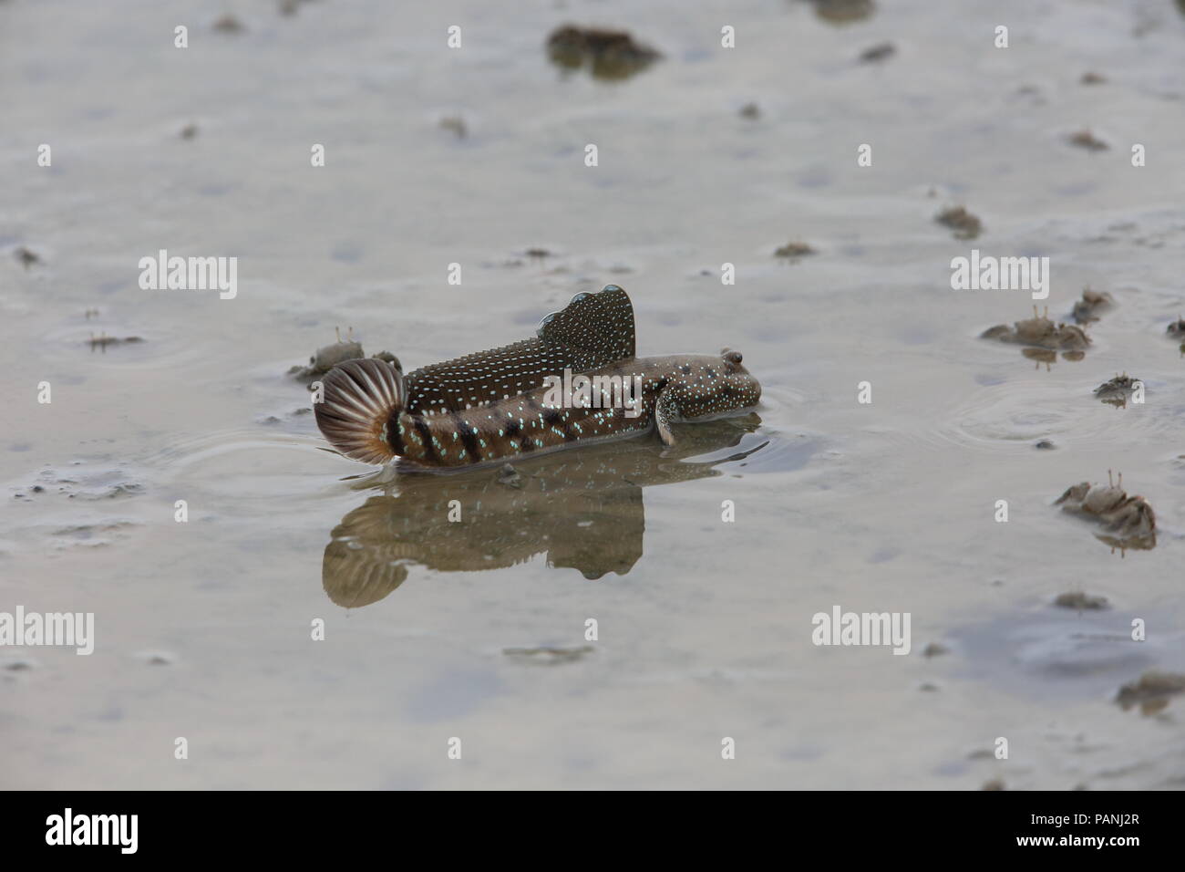 Mudskipper jumping on tideland, Sabah, Borneo, Malaysia Stock Photo - Alamy