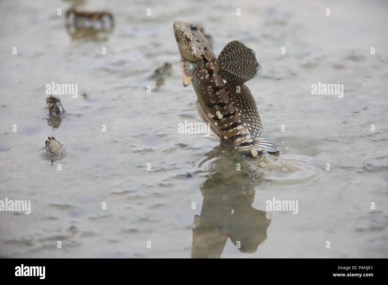 Mudskipper Jumping