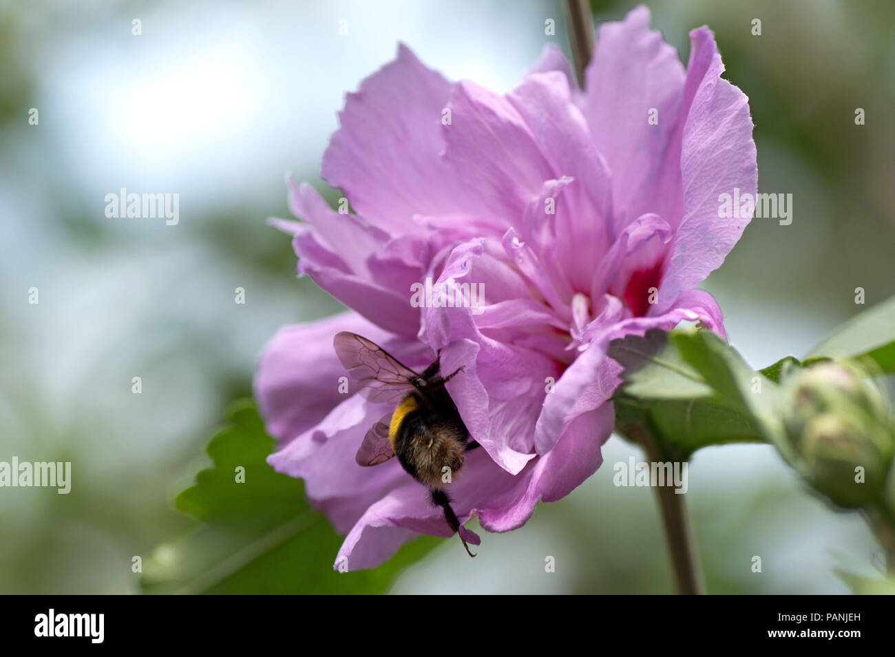 Bumble bee on hisbiscus flower in sun Stock Photo - Alamy