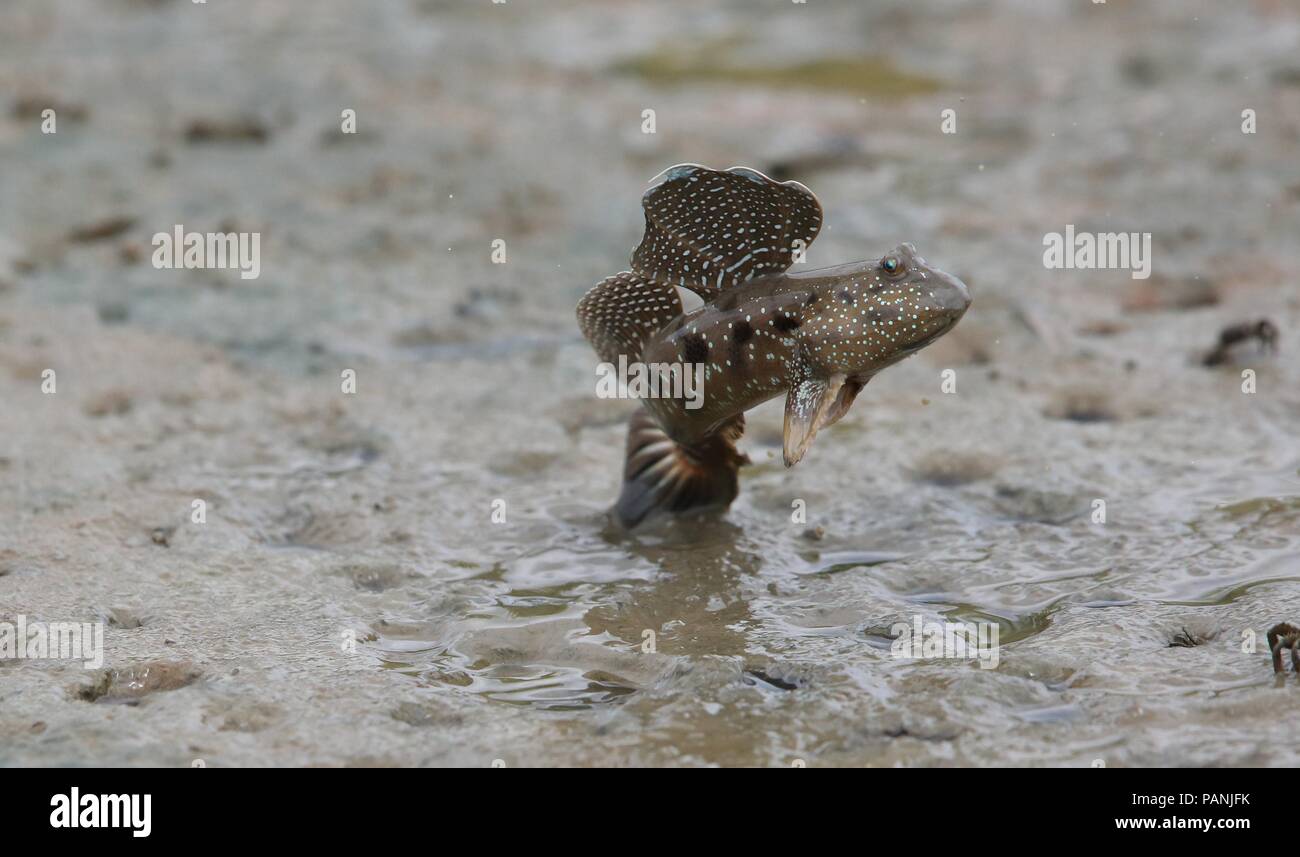Mudskipper jumping on tideland, Sabah, Borneo, Malaysia Stock Photo - Alamy