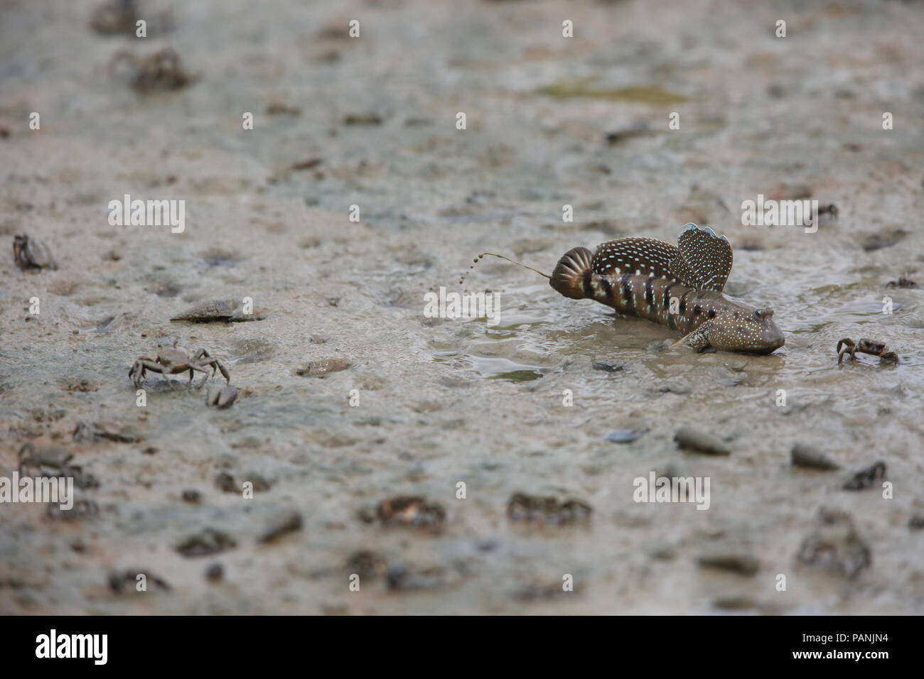 Mudskipper Jumping