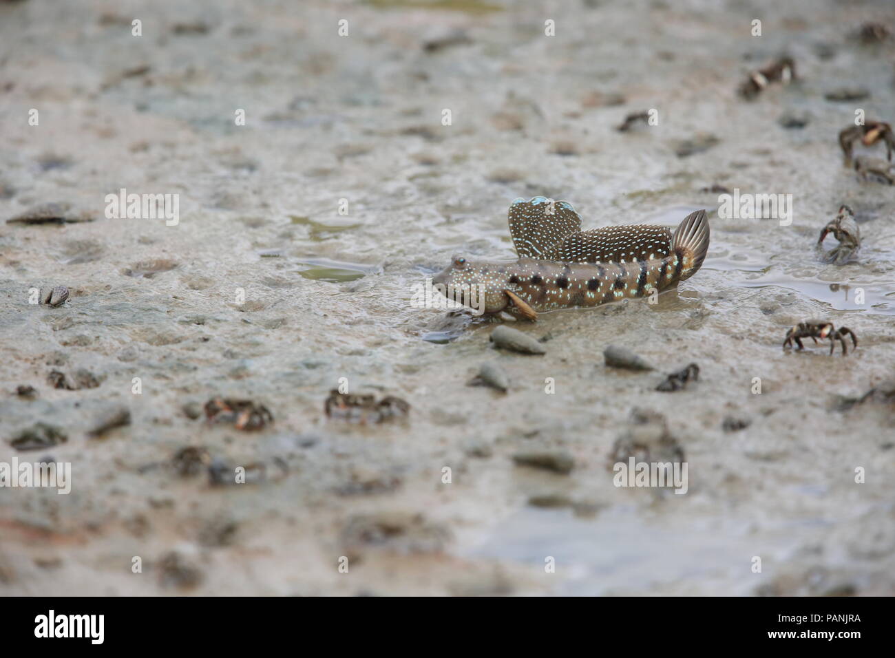 Mudskipper Jumping