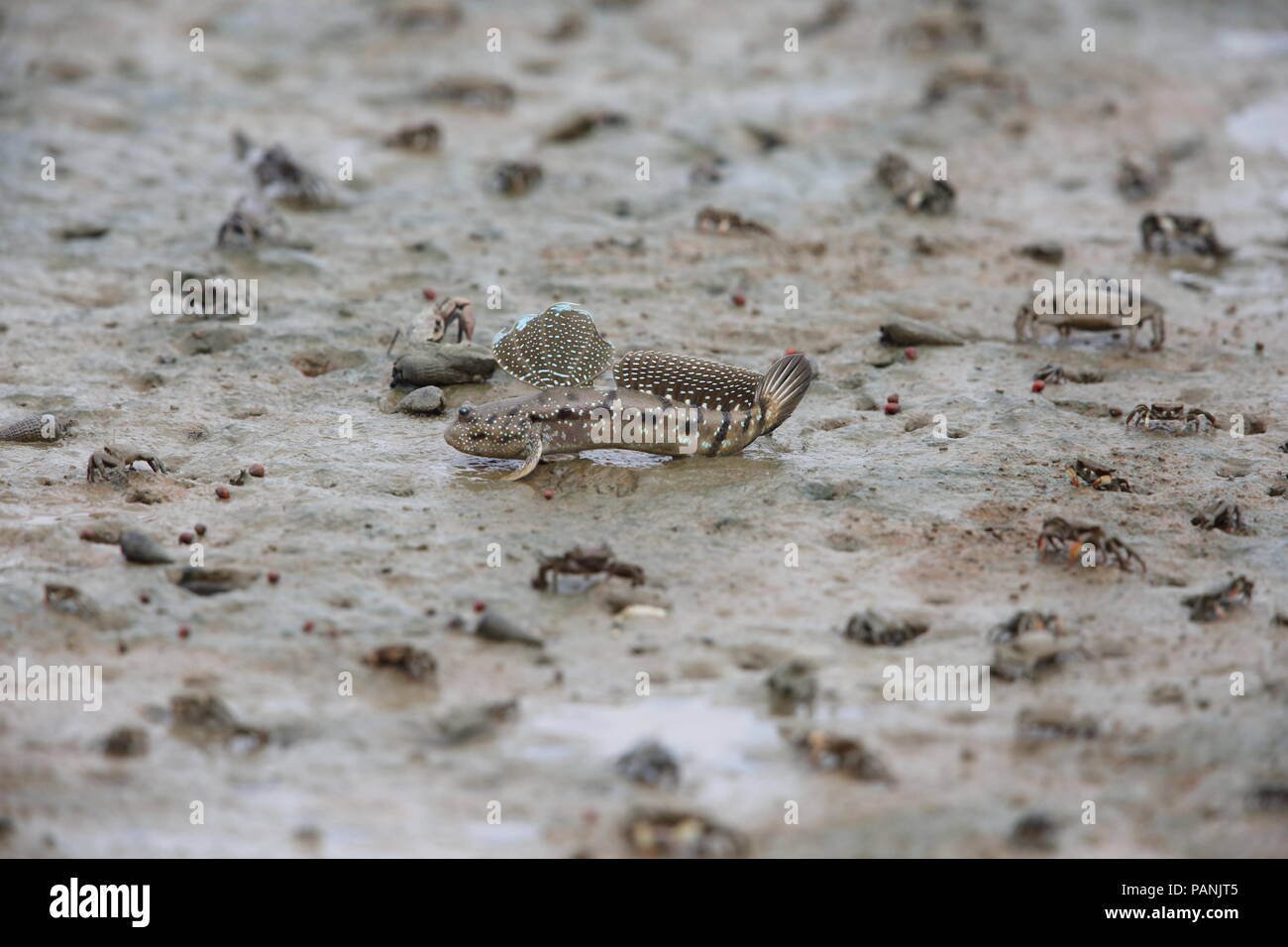 Mudskipper jumping hi-res stock photography and images - Alamy