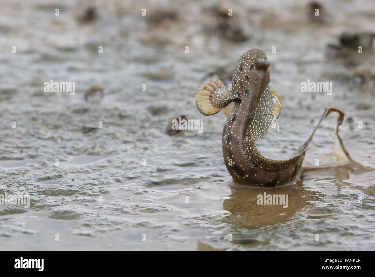 Mudskipper jumping on tideland, Sabah, Borneo, Malaysia Stock Photo - Alamy