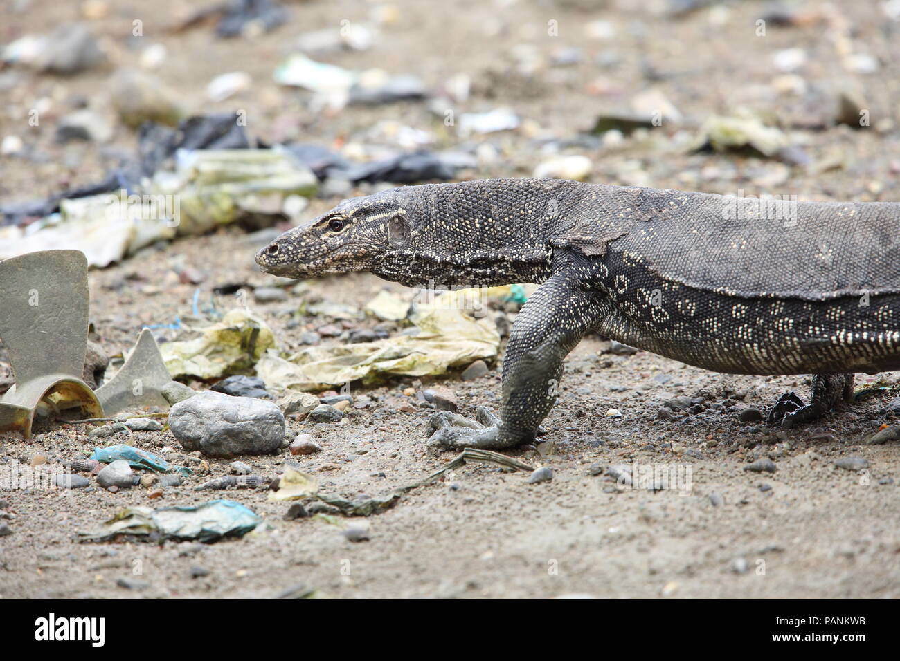 Common water monitor (Varanus salvator macromaculatus) in Sabah, Borneo ...
