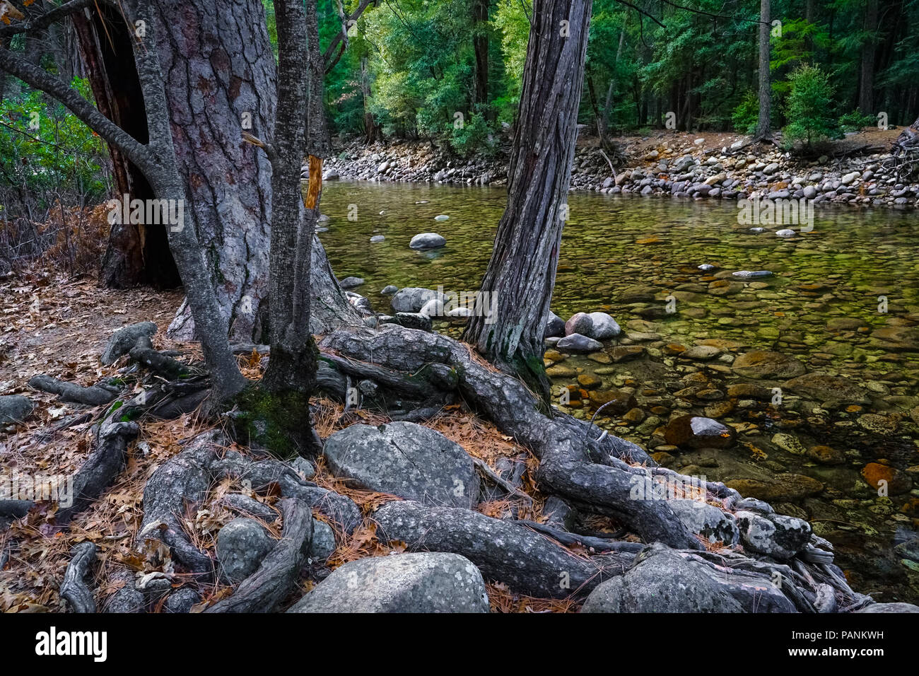 Rocky mountain ponderosa pine hi-res stock photography and images - Alamy